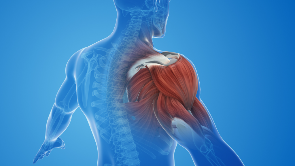 A Guide to Recovery After Shoulder Replacement Surgery | Aligned ...